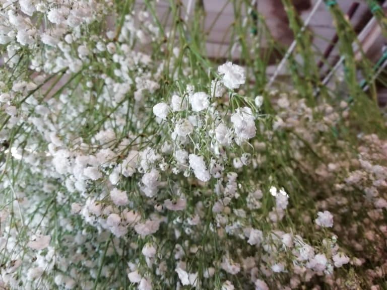Dried Gypsophila grown in the UK - preserved by us in Sussex