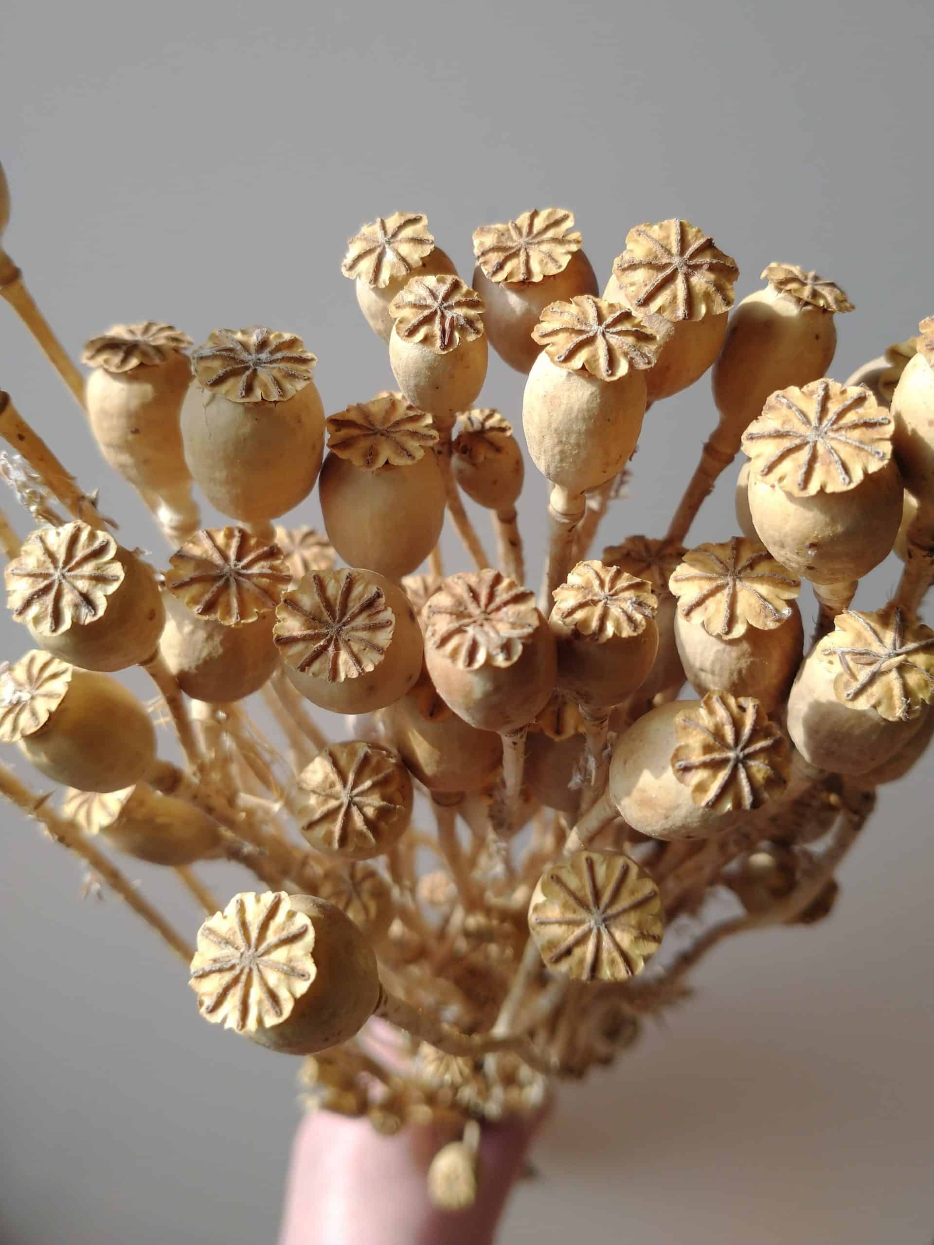 Poppy seed heads bunch UK for floristry - Daisyshop dried flowers