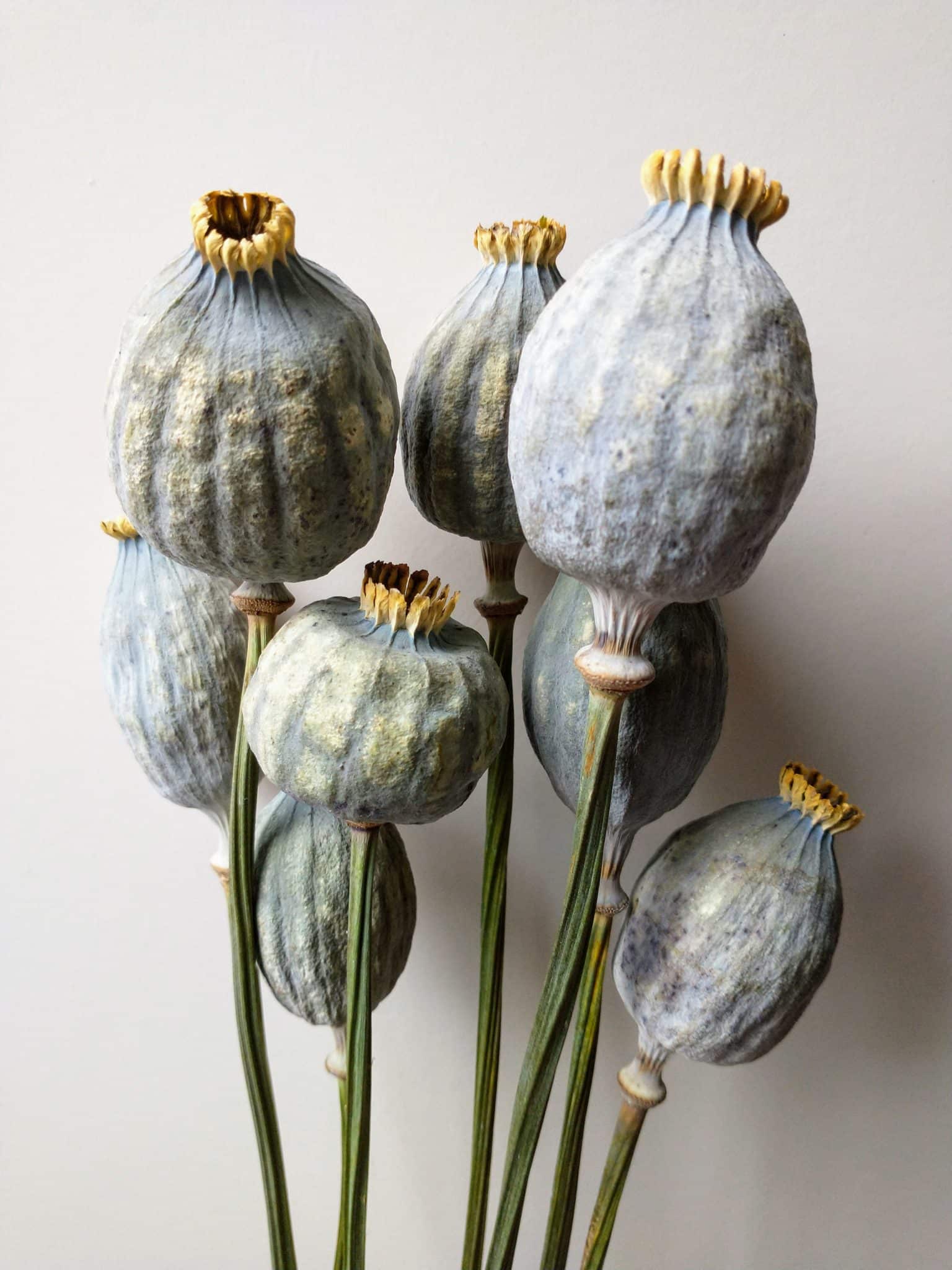 Poppy seed heads bunch UK for floristry - Daisyshop dried flowers