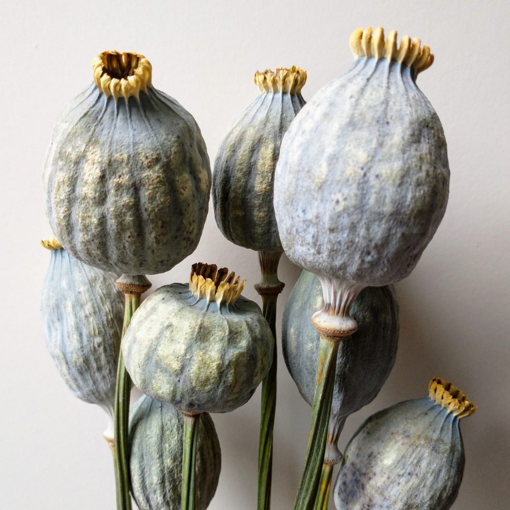 Poppy seed heads bunch UK for floristry - Daisyshop dried flowers