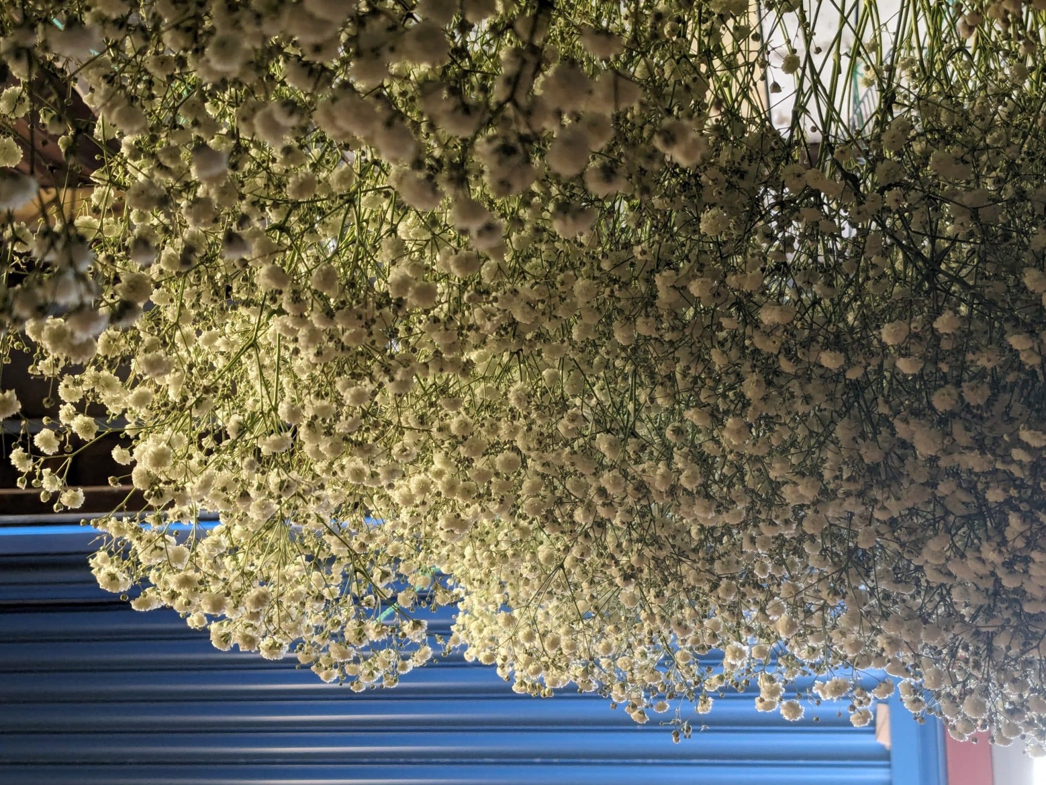 Dried Gypsophila grown in the UK - preserved by us in Sussex